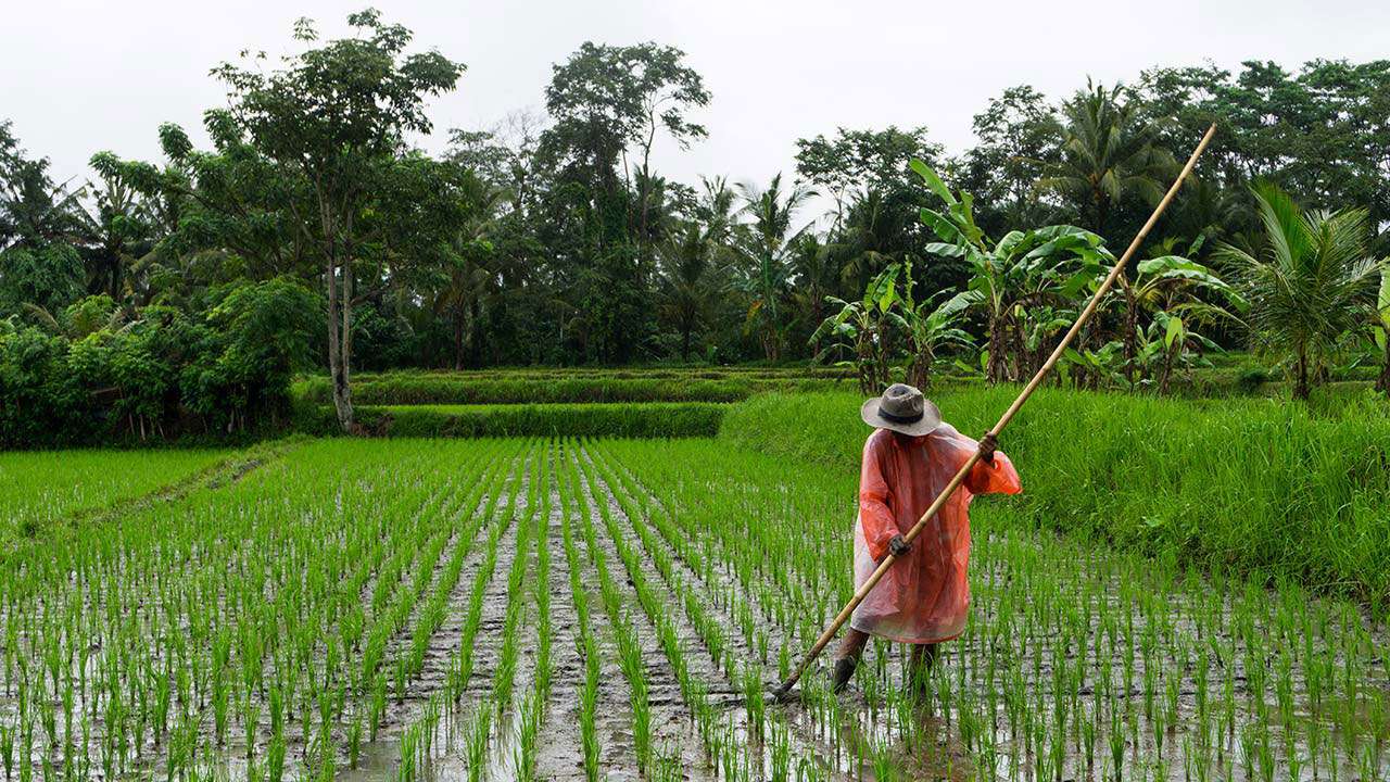 Palayamanan: A Filipino Model for Sustainable Agriculture and Resilient ...